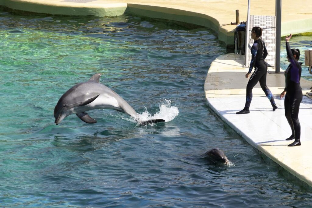 Antibes Marineland podría cerrar en enero de 2025, el destino de sus ...